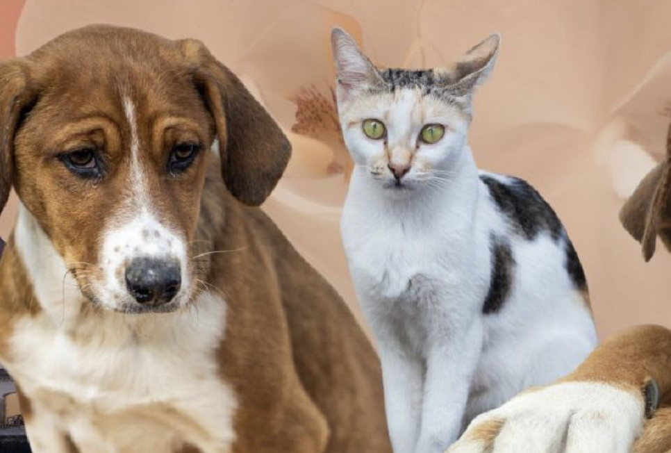 Tierheim Regensburg sucht Helfer*innen | deinlieblingsberuf